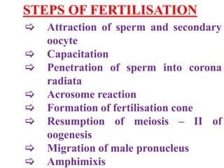 Fertilization | PPT