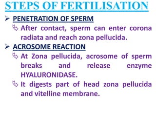 Fertilization | PPT