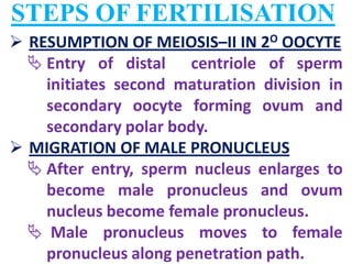 Fertilization | PPT