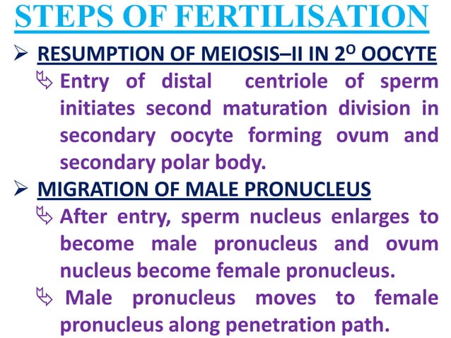 Fertilization | PPT