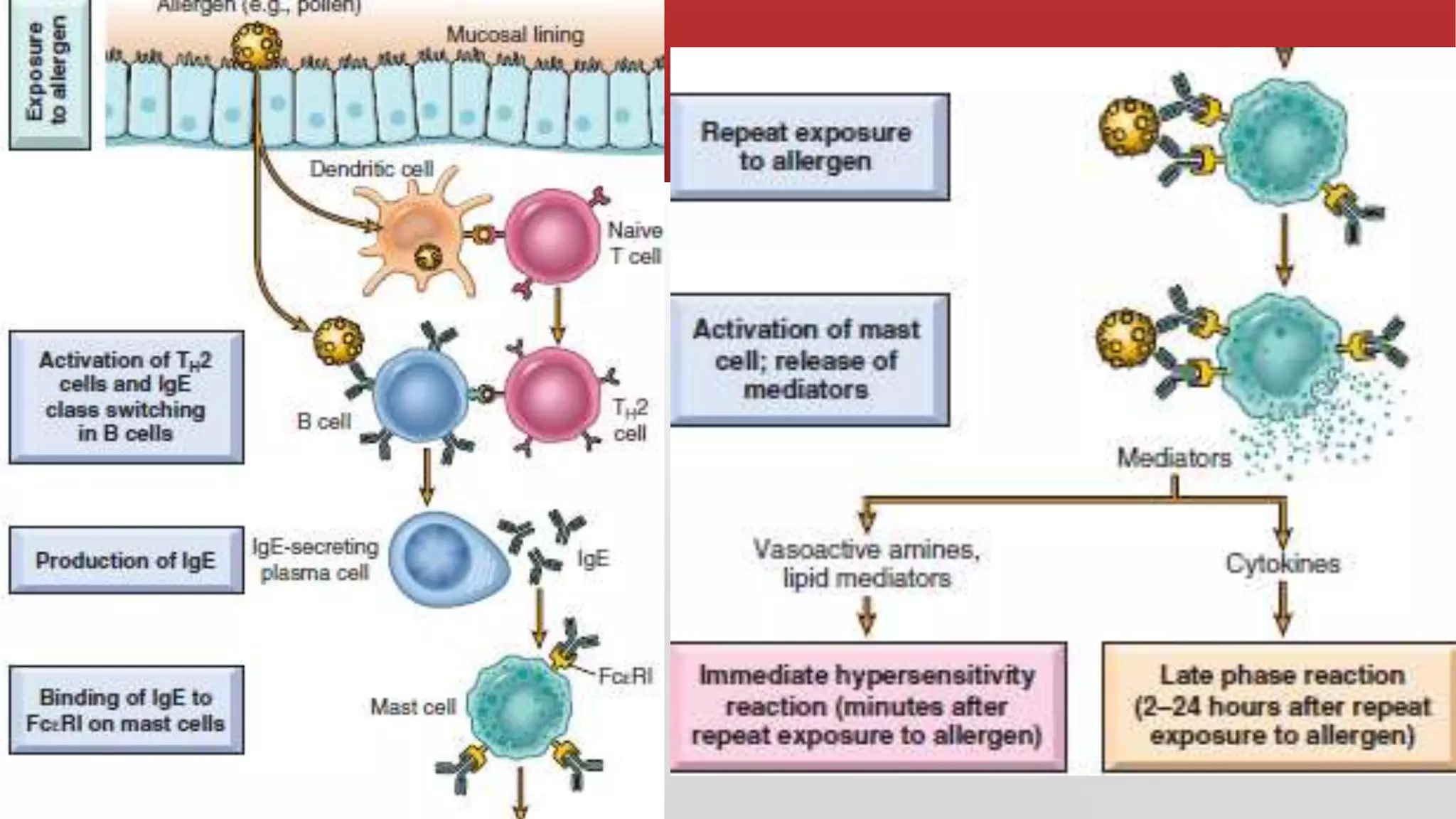 Basic Principles of Hypersensitivity Reactions | PPTX | Allergies ...