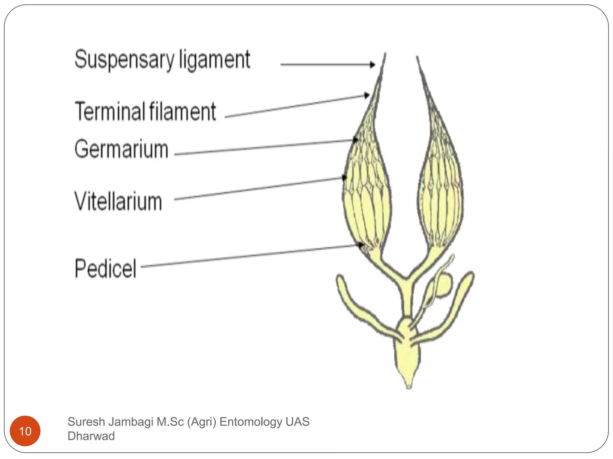 Reproductive system in insect and its types | PPTX