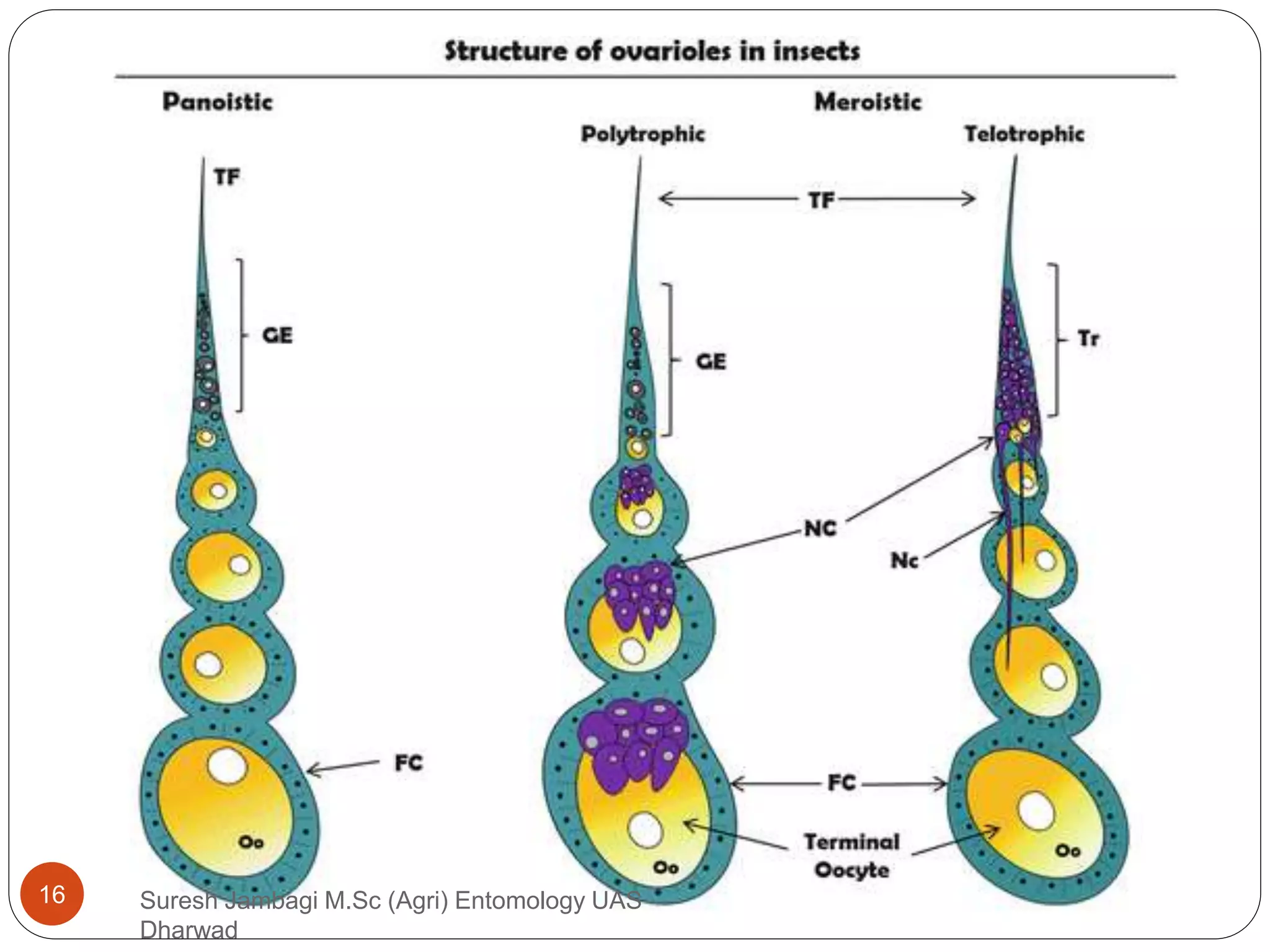 Reproductive system in insect and its types | PPTX