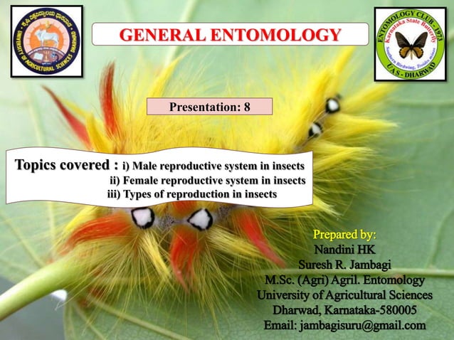 Reproductive system in insect and its types | PPTX | Reproductive ...