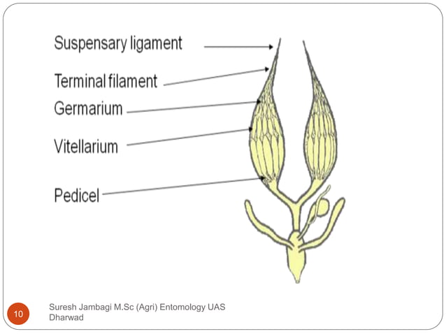 Reproductive system in insect and its types | PPTX | Reproductive ...