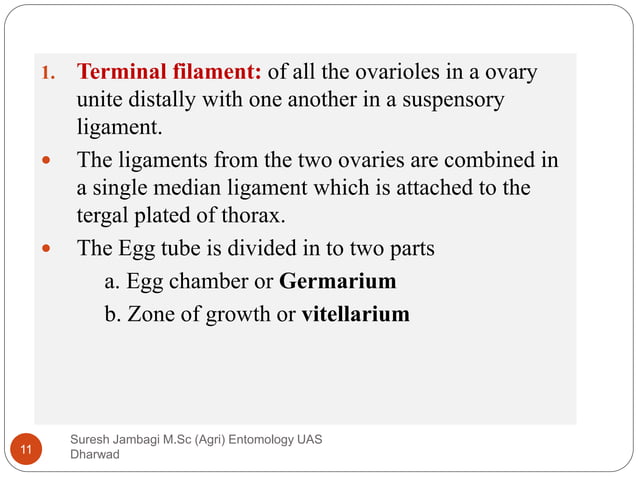 Reproductive system in insect and its types | PPTX | Reproductive ...