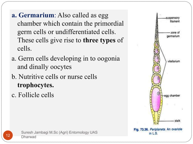 Reproductive system in insect and its types | PPTX | Reproductive ...