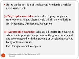 Reproductive system in insect and its types | PPTX