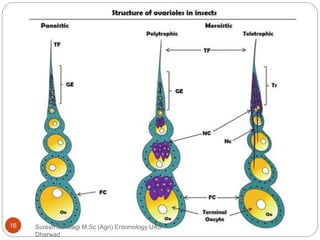 Reproductive system in insect and its types | PPTX
