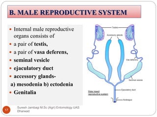 Reproductive system in insect and its types | PPTX