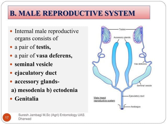 Reproductive system in insect and its types | PPTX | Reproductive ...
