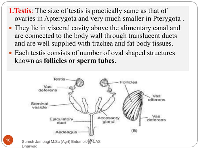 Reproductive system in insect and its types | PPTX | Reproductive ...
