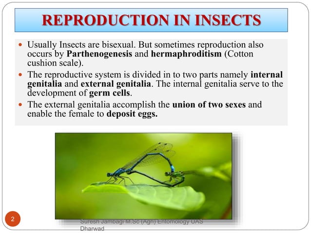 Reproductive system in insect and its types | PPTX | Reproductive ...