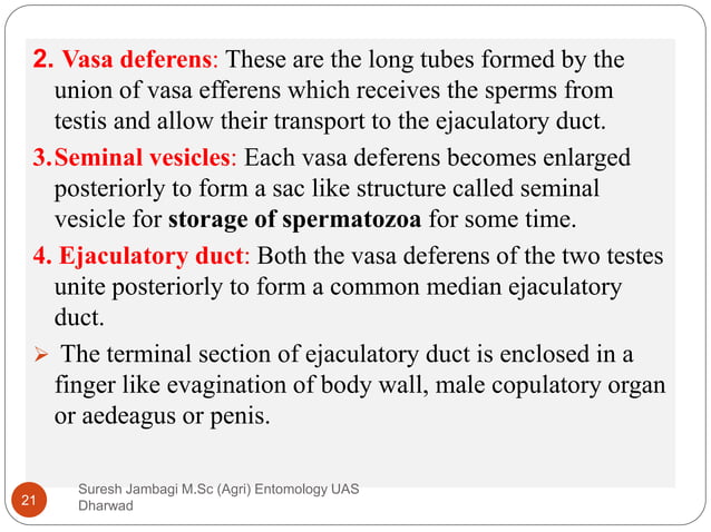 Reproductive system in insect and its types | PPTX | Reproductive ...