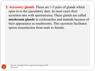 Reproductive system in insect and its types | PPTX