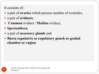 Reproductive system in insect and its types | PPTX