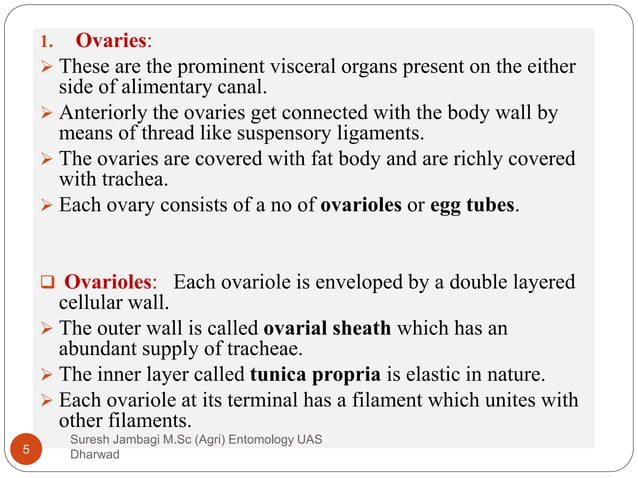 Reproductive system in insect and its types | PPTX | Reproductive ...