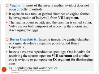 Reproductive system in insect and its types | PPTX