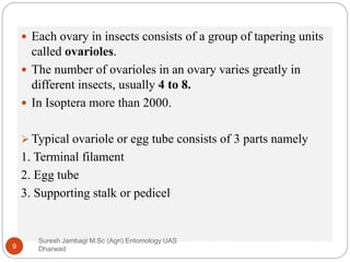 Reproductive system in insect and its types | PPTX