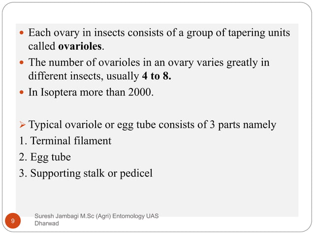 Reproductive system in insect and its types | PPTX | Reproductive ...