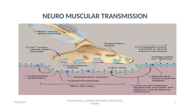 8. NM Myasthenia gravis,Lambert eaten syndrome,NM stimulators, NM ...