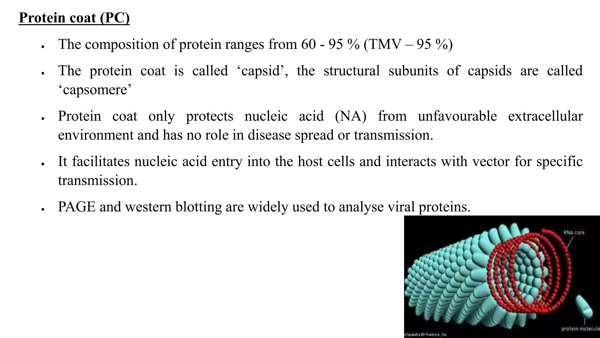 Chemical composition and physical properties of plant viruses | PDF