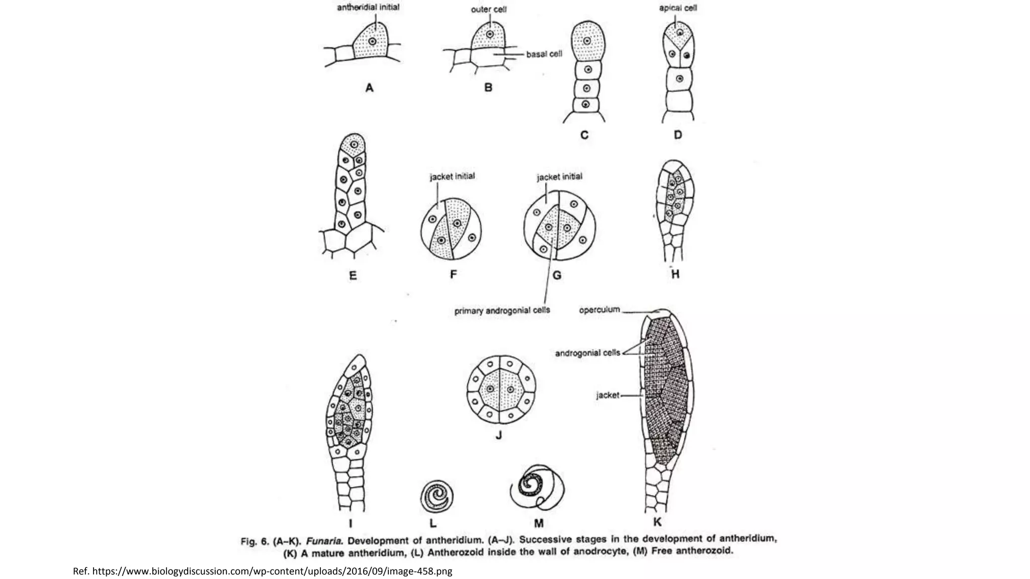 8. Vegetative and sexual reproduction in funaria | PPTX