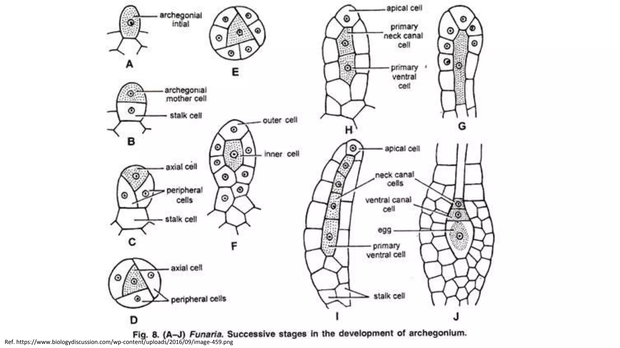 8. Vegetative and sexual reproduction in funaria | PPTX