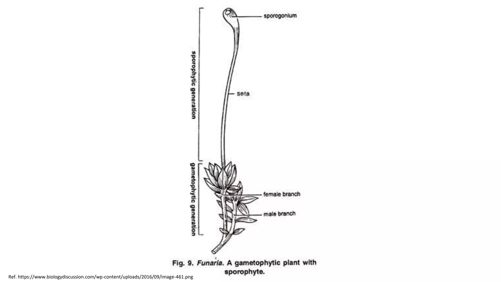 8. Vegetative and sexual reproduction in funaria | PPTX