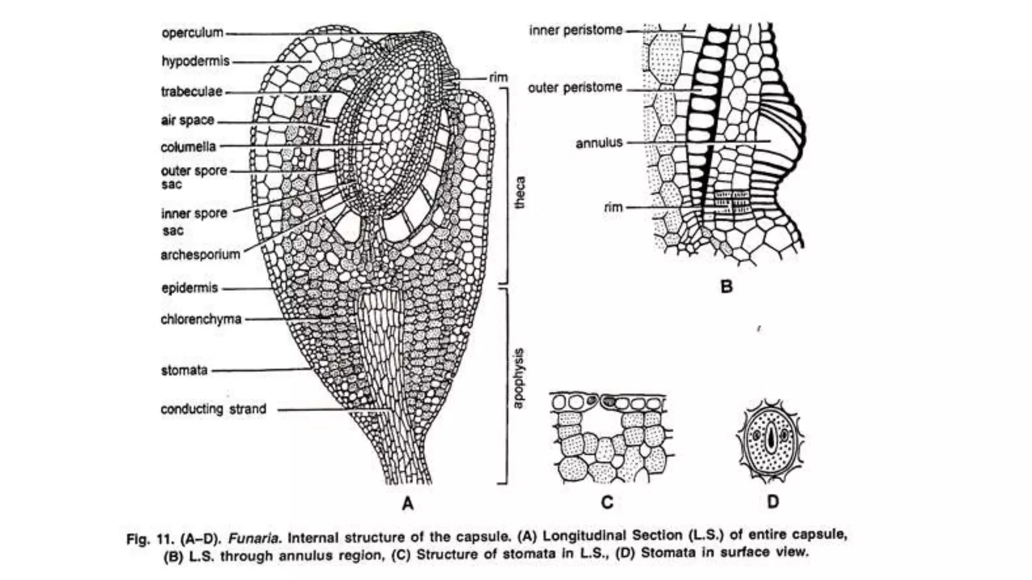 8. Vegetative and sexual reproduction in funaria | PPTX