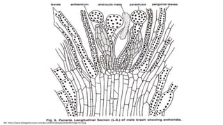 8. Vegetative and sexual reproduction in funaria | PPTX