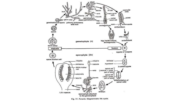 8. Vegetative and sexual reproduction in funaria | PPTX | Infertility ...