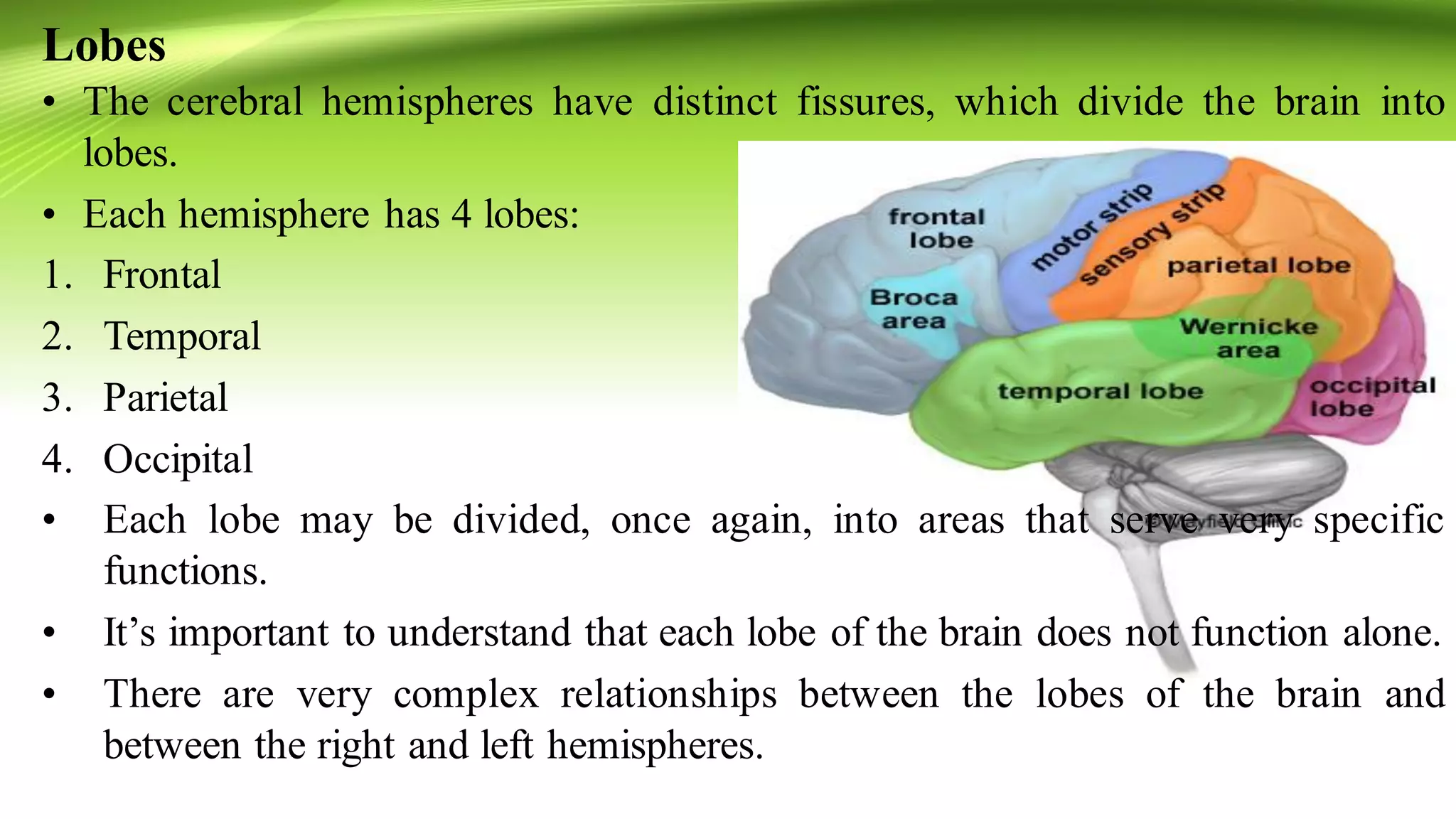 8. Central Nervous System (Human Anatomy and Physiology) | PDF