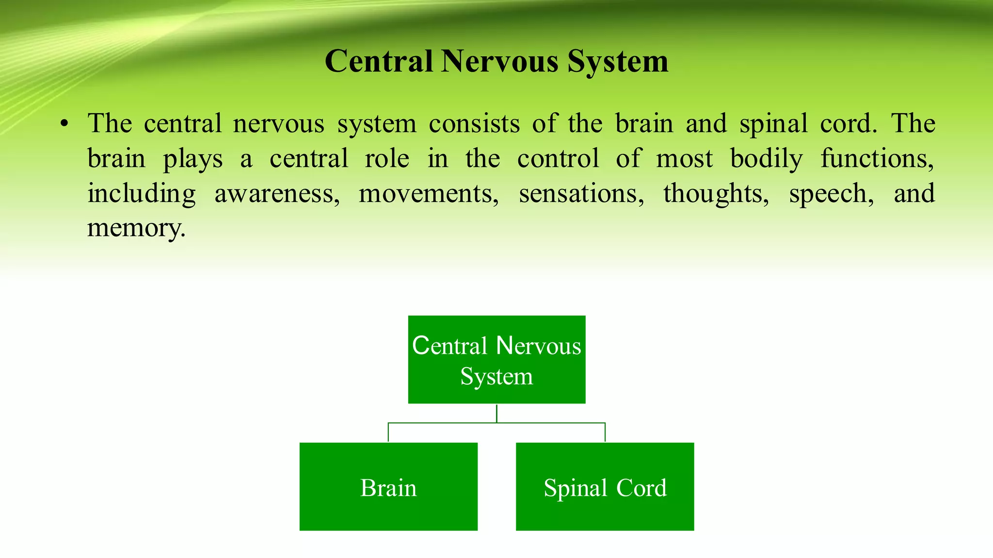 8. Central Nervous System (Human Anatomy and Physiology) | PDF