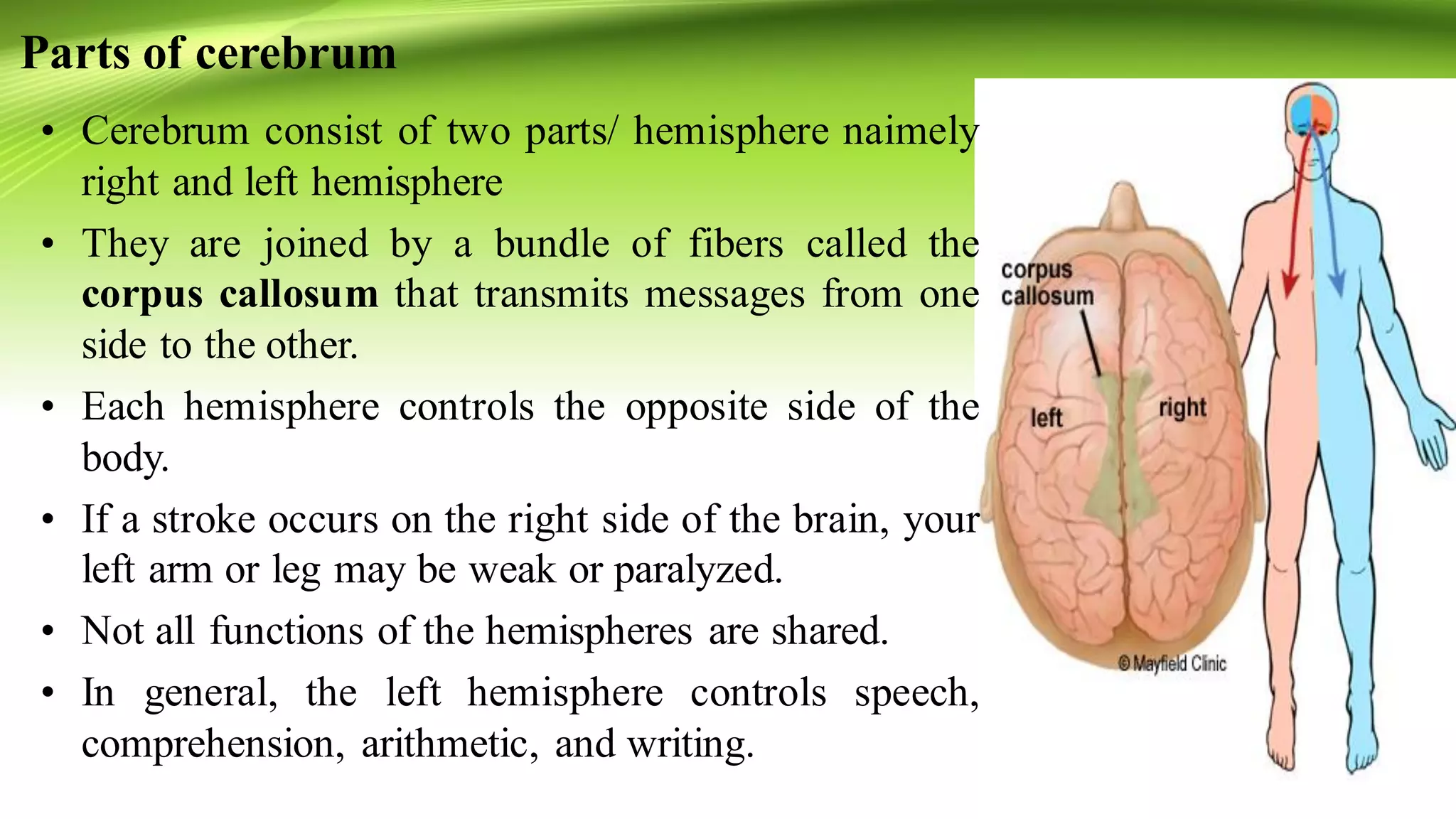 8. Central Nervous System (Human Anatomy and Physiology) | PDF