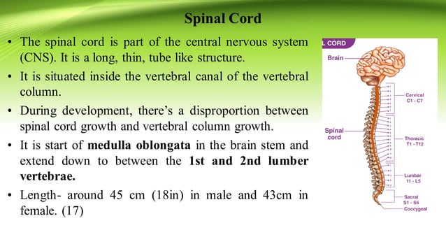 8. Central Nervous System (Human Anatomy and Physiology) | PPT