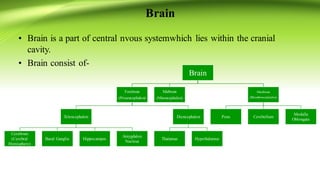 8. Central Nervous System (Human Anatomy and Physiology) | PDF