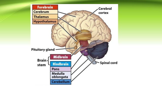 8. Central Nervous System (Human Anatomy and Physiology) | PDF