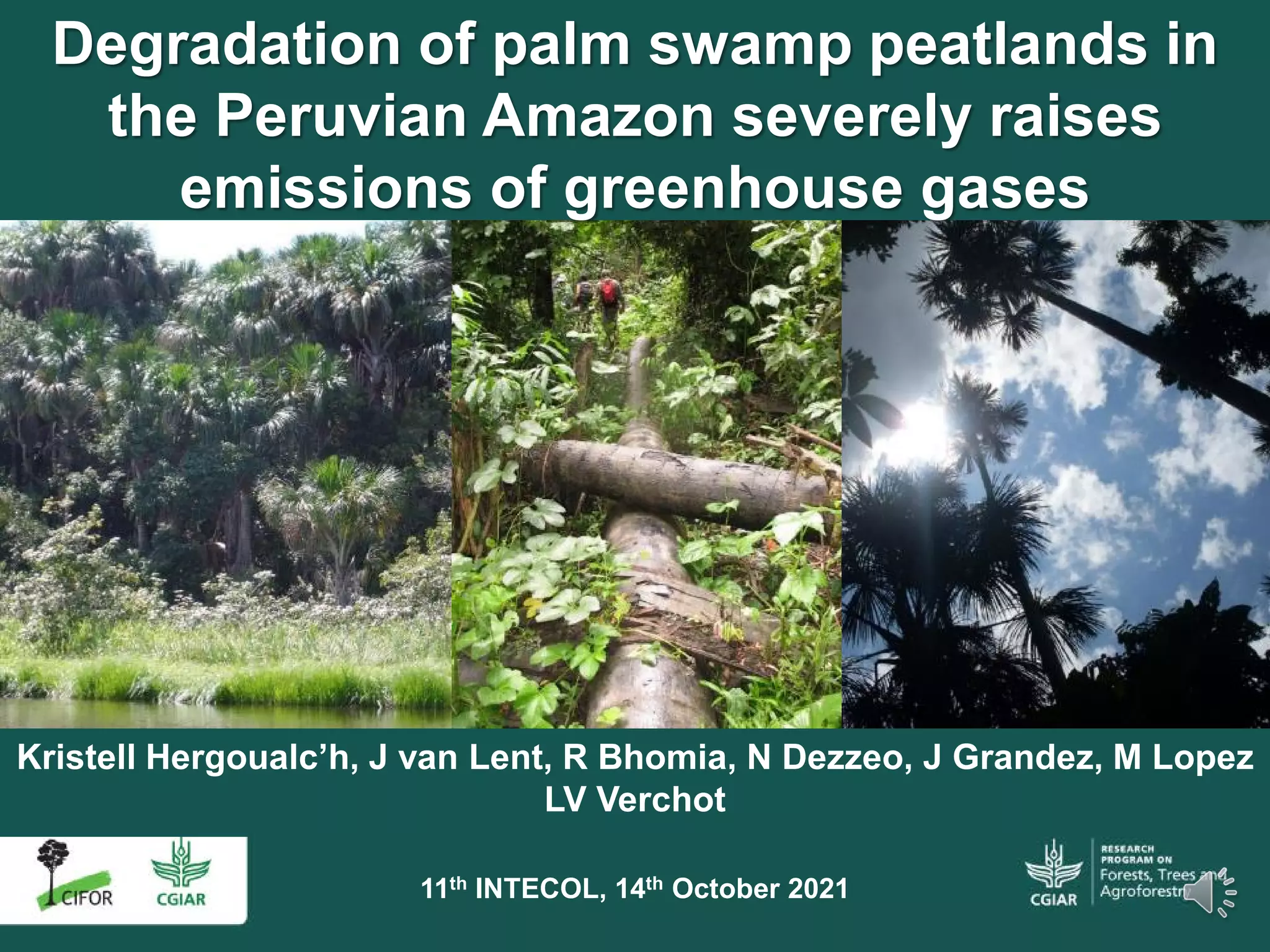 Degradation of palm swamp peatlands in the Peruvian Amazon severely ...