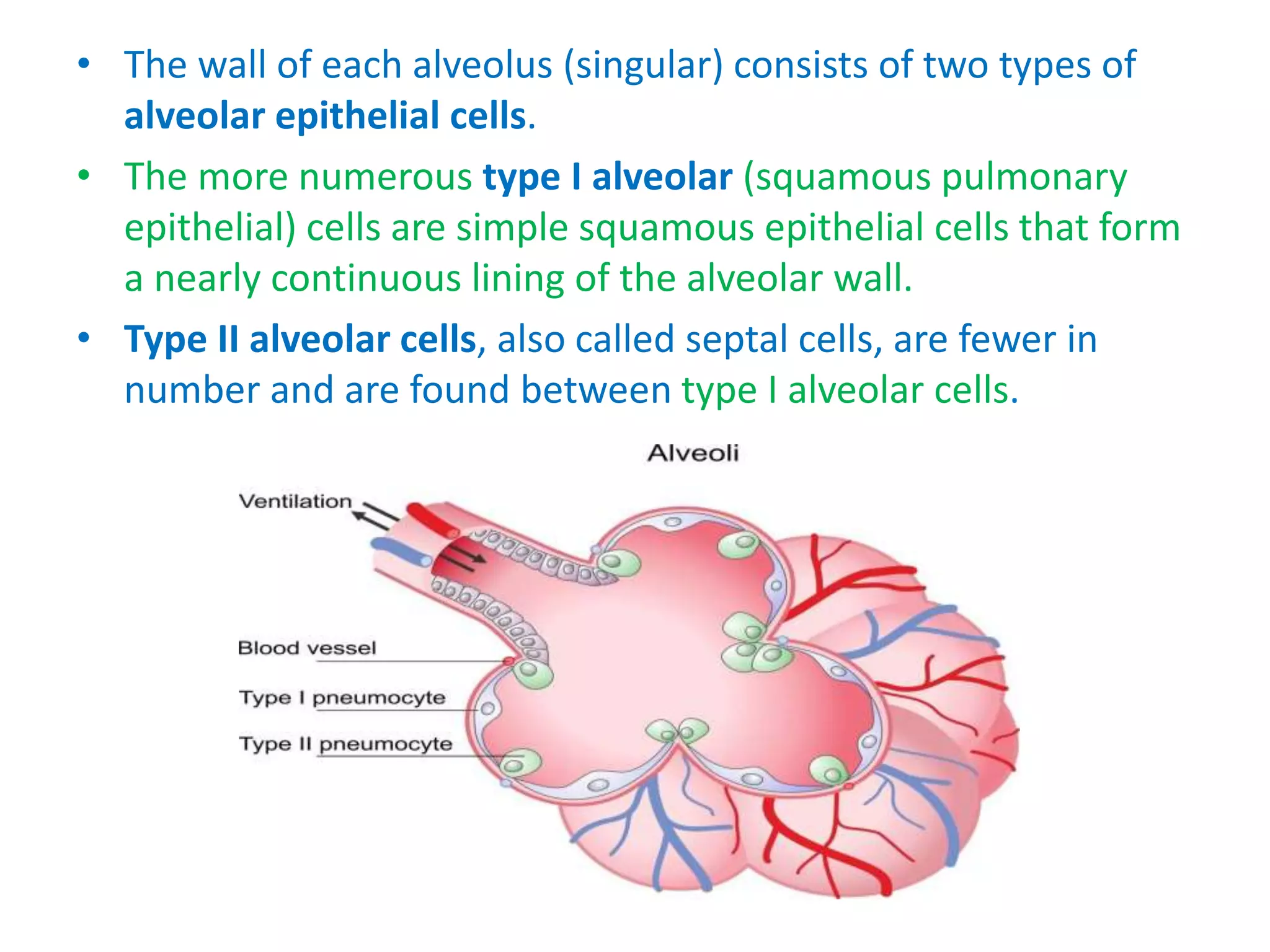 8. respiratory system | PPTX
