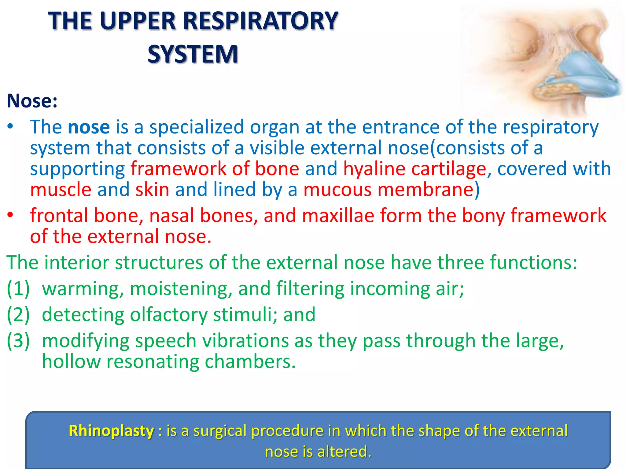 8. respiratory system | PPTX