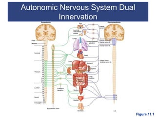 8. Nervous Physiology.ppt