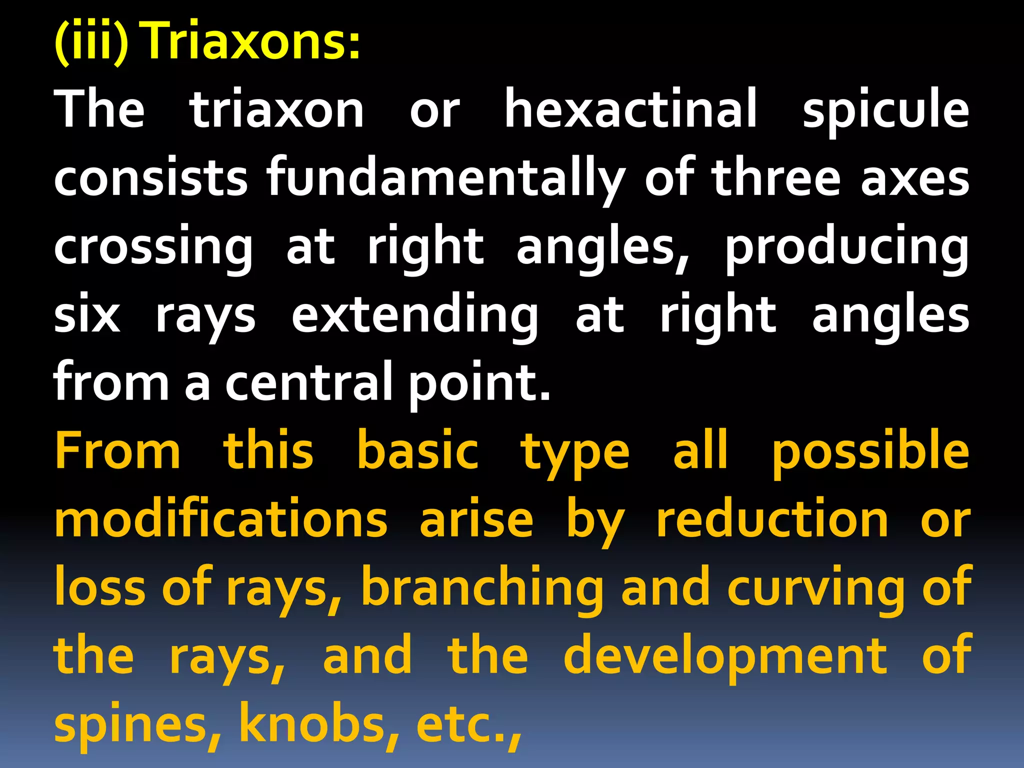 Porifera Spicules.pptx