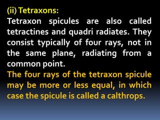 Porifera Spicules.pptx