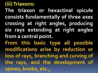 Porifera Spicules.pptx