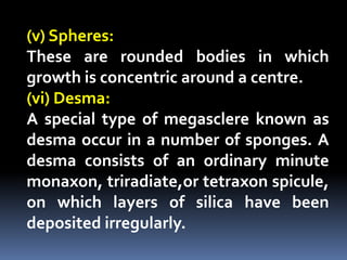 Porifera Spicules.pptx