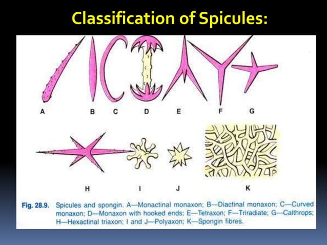 Porifera Spicules.pptx | Chemistry | Science