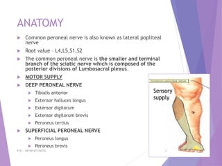 Superficial Peroneal Nerve Distribution
