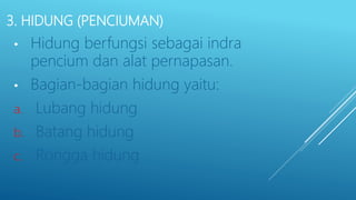 8.SISTEM_INDRA_PADA_MANUSIA_ppt.pptx