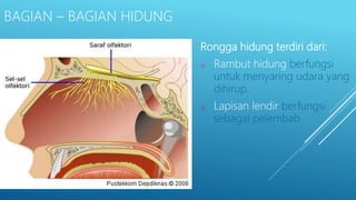 8.SISTEM_INDRA_PADA_MANUSIA_ppt.pptx